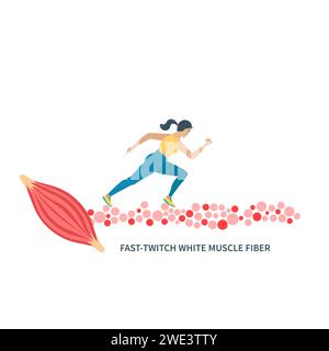 Fast twitch white muscle fiber type illustration Stock Vector Image ...