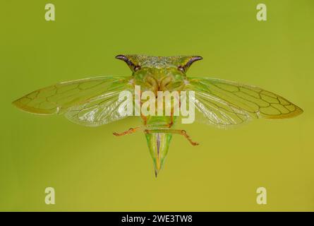 Buffalo Treehopper in flight, Stictocephala bisonia in flight Stock ...