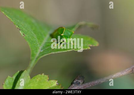 Ceresa bisonia, Büffelzikade, Amerikanische Büffelzikade, Stictocephala ...