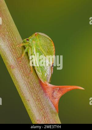 Stictocephala bisonia - Buffalo treehopper - Büffelzikade, Romania ...