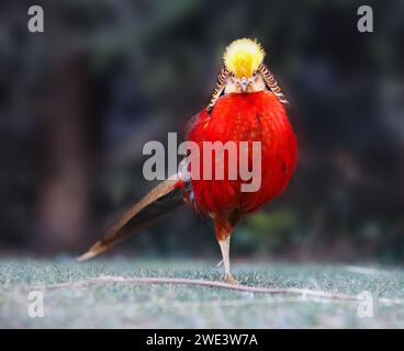 Golden Pheasant. China's unique ornamental bird. Chinese pheasant ...