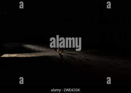 mouse under the floor boards Stock Photo - Alamy