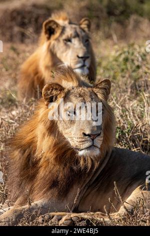 eSwatini, Swaziland, Hlane Royal National Park, Green Dung Beetle ...