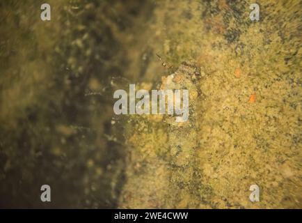 Northern casemaker larva (Limnephilidae Stock Photo - Alamy