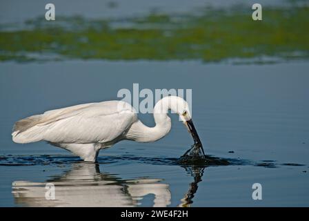 A bird lunging at its prey. Heron hunting fish in the lake. Splashing ...