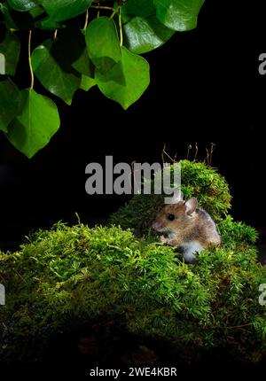 nocturnal wood mouse apodemus sylvaticus Stock Photo - Alamy