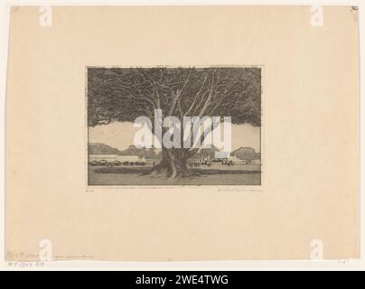 Waringin trees in the garden of the Palace of the Sultan in Jogyakarta ...