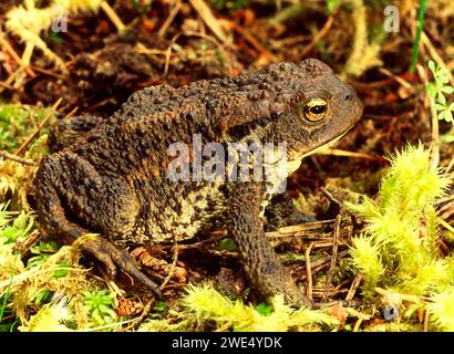 Couple of Common toads / European toads (Bufo bufo) in amplexus mating ...