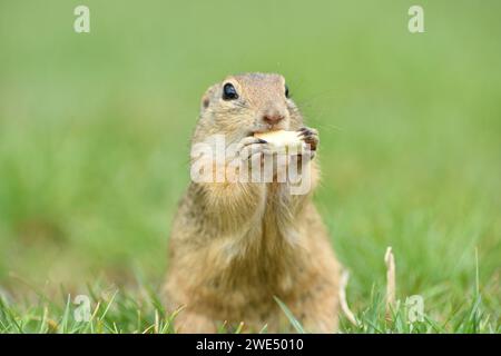 Ground squirrel keeps food in the front paws and eats in the grass ...