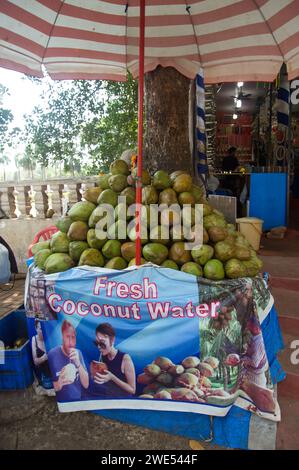 Fresh Coconuts at a Roadside Shop, Goa, India Stock Photo - Alamy