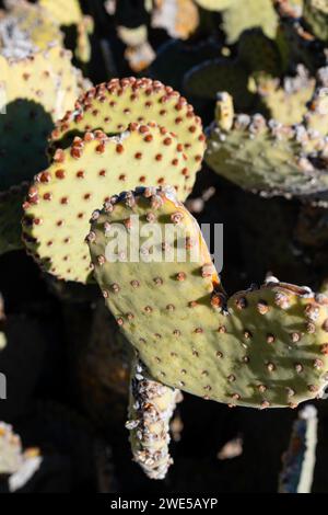 A closeup of Opuntia rufida or prickly pear cactus growing in the ...