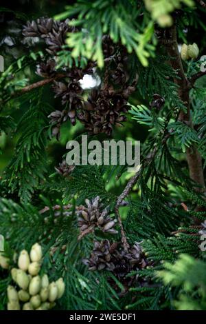 Fresh cypress branch with cones isolated on white background ...