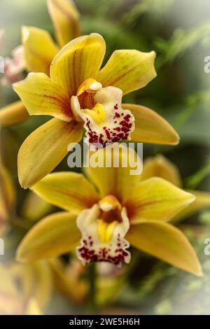 Simply beautiful. Natural high resolution close up flowering plant ...