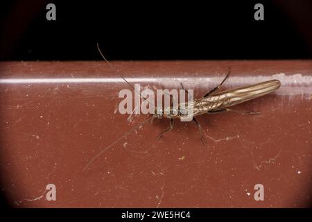 Nemoura flexuosa Stone fly wild nature insect wallpaper Stock Photo - Alamy