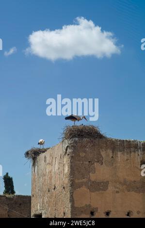 Storks sit in their nest high above cows in the Taunu region near ...