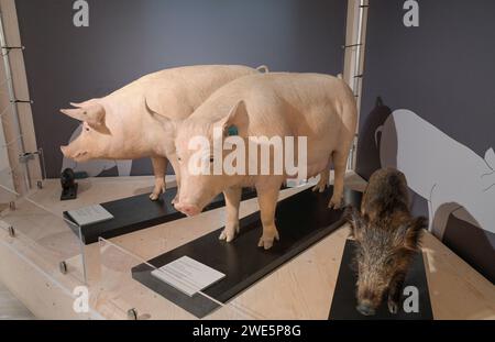 Ausgestopfte Schweine, Hausschwein (Sus scrofa domesticus ...