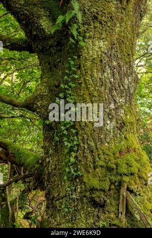 Ariundle Oakwood National Nature Reserve Stock Photo - Alamy