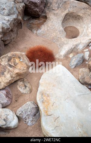 Winged pigweed (Cycloloma atriplicifolium), boulders and sand, Cataract ...