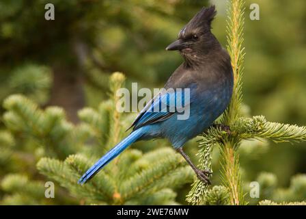 Steller’s jay, Mt Rainier National Park, Washington Stock Photo - Alamy