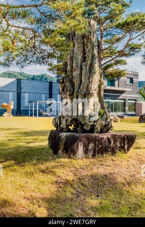 Large piece of petrified tree trunk under branches of evergreen tree in ...