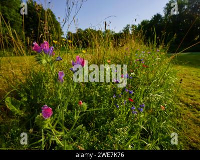 Golf course, flower meadow Stock Photo - Alamy