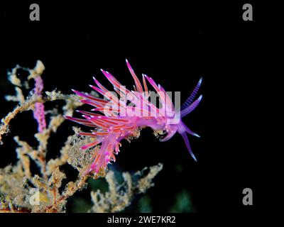 Flabellina affinis, Cadaques, Costa Brava, Spain, Mediterranean Sea ...