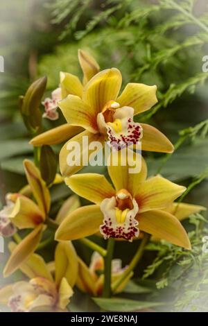 Simply beautiful. Natural high resolution close up flowering plant ...