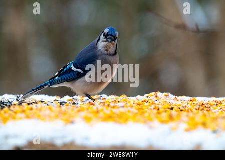Blue jay perched on snowy ground surrounded by dry grass and twigs in ...