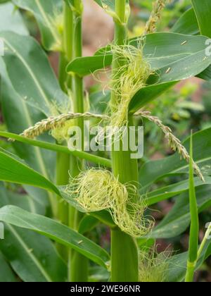 Corn pollen on the corn tassel in the cornfield Stock Photo - Alamy