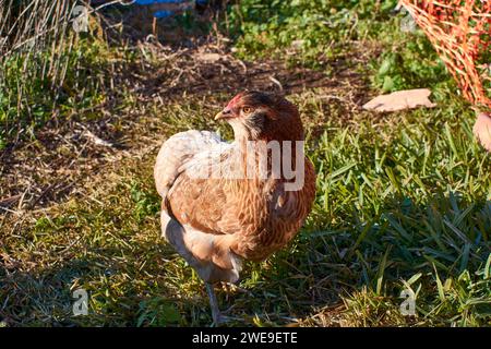 Free-living Araucana chicken on the farm that produces blue eggs Stock ...