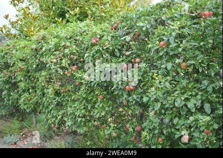 hedge of Apple trees, landscape design fragment. summer view Stock ...