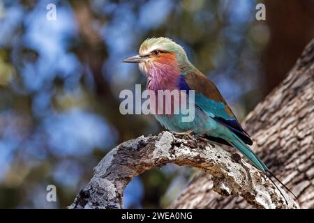 Tier, Tiere, Vogel, Voegel, Gabelracke, Coracias caudatus, Coracias ...