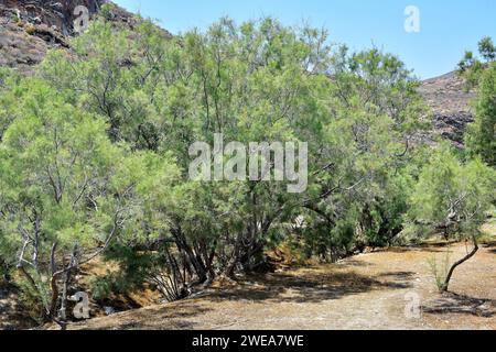 French tamarisk (Tamarix gallica) is a deciduous shrub or small tree ...