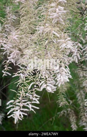 French tamarisk (Tamarix gallica) is a deciduous shrub or small tree ...