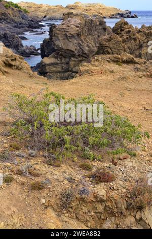 Boalaga (Thymelaea hirsuta) is a perennial shrub native to ...