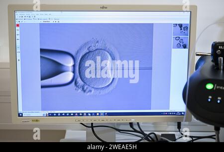 PRODUCTION - 17 January 2024, Berlin: In the cell laboratory at the ...
