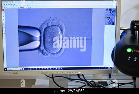 PRODUCTION - 17 January 2024, Berlin: In the cell laboratory at the ...