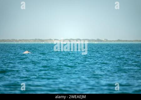 Dolphins (probably bottlenose dolphins) in the Persian Gulf, near ...