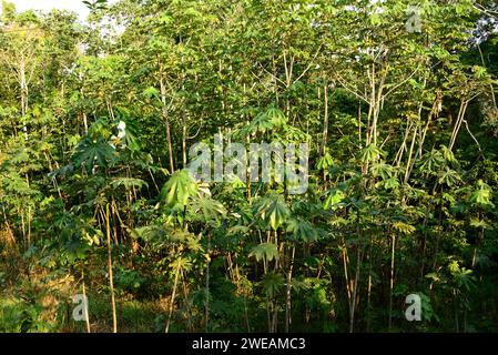 Snakewood (Cecropia peltata) is an evergreen invasive tree native to ...