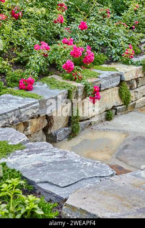 Flowering roses in a lush garden Stock Photo - Alamy