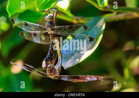 Prince Baskettail (Epitheca princeps Stock Photo - Alamy