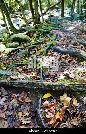 Tree covered on moss at autumn forest on mountains Stock Photo - Alamy