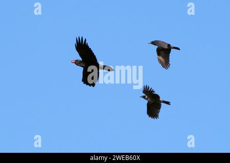 Common raven and Hooded crows, Kolkrabe, Grand Corbeau, Corvus corax ...