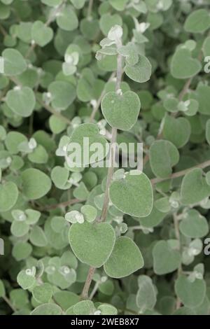 Helichrysum petiolare licorice plant silver-bush everlasting flower ...