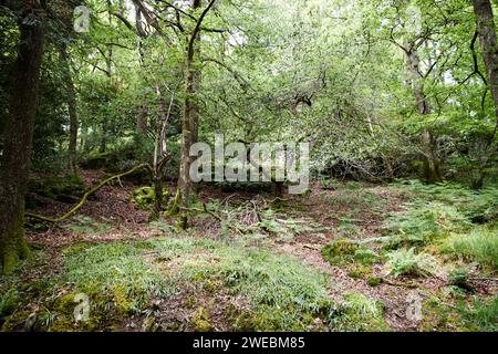 small clearing in deciduous native woodland in the lake district near ...