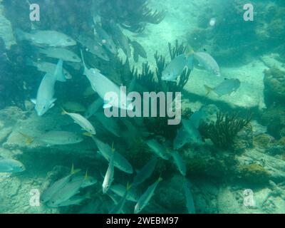Shoal of fish on the coral reef in the sea Stock Photo - Alamy