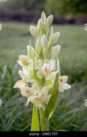 Dactylorhiza insularis, Orchidaceae. perennial bulbous herb, Wild ...