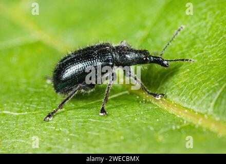 weevils (Lasiorhynchites cavifrons), sitting on a leaf, side view ...