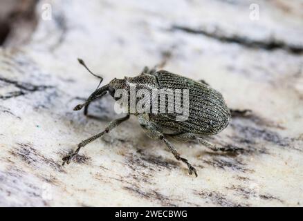 cabbage seedpod weevil (Ceutorhynchus obstrictus), side view, Germany ...