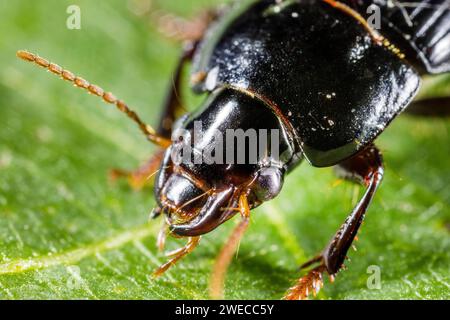 Ground Beetle (Harpalus tardus), portrait, Germany Stock Photo - Alamy